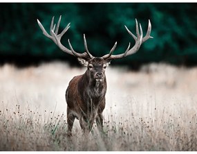 Obraz 85x113 cm Deer – Styler