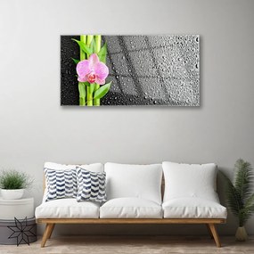 Obraz na skle Bambus Stonke Květ Rostlina 125x50 cm
