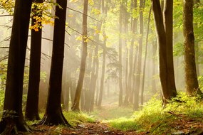 Fototapeta Procházka lesem - krajina se stezkou mezi stromy v paprscích slunce