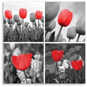 Obraz na plátně Sada červených tulipánů - 50x50 cm