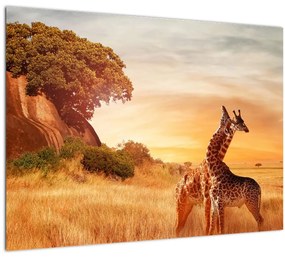 Skleněný obraz - Žirafy v Africe (70x50 cm)