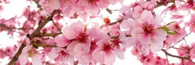 Fototapeta na zeď Dimex Blossom M-482 | 330x110cm