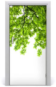Fototapeta samolepící Koruna stromu 85x205 cm