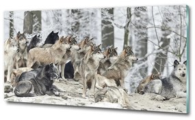 Wallmuralia Foto-obraz fotografie na skle Vlci a zima 100x50