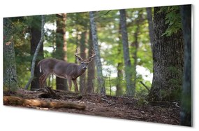 Obraz na skle jelen lesní 140x70 cm