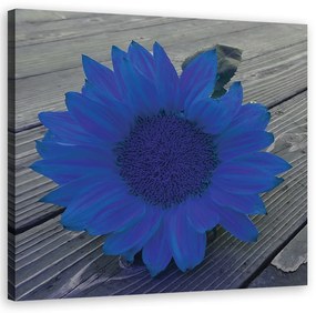 Obraz na plátně, Modrá slunečnice - 40x40 cm