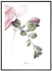 Flowering - 30x40 cm Obraz