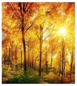 DIMEX | Vliesová fototapeta na zeď Slunečný les MS-3-0067 | 225 x 250 cm | žlutá, oranžová, zelená