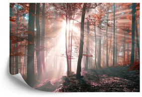 Fototapeta Lesní Barvy Podzimu Omyvatelný vlies 180x120