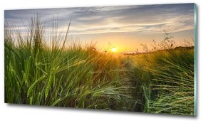 Wallmuralia Foto obraz fotografie na skle Pole pšenice 100x50