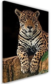 Gario Obraz na plátně Leopard v klidu Rozměry: 40 x 60 cm