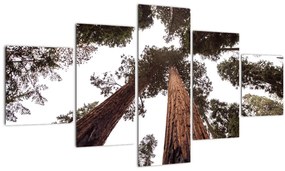 Obraz - Pohled skrz koruny stromů (125x70 cm)