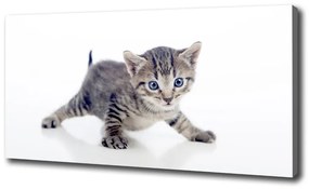 Wallmuralia Foto obraz na plátně do obýváku Malá kočka 100x50