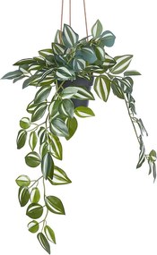 FLORISTA Potos v květináči 50 cm