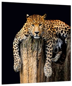 Obraz geparda (30x30 cm)