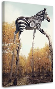 Gario Obraz na plátně Zebra a březové nohy - Patryk Andrzejewski Rozměry: 40 x 60 cm