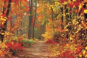 Postershop Fototapeta vliesová: Podzimní les - 184x254 cm