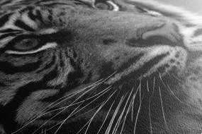 Obraz bengálský tygr v černobílém provedení Varianta: 120x80