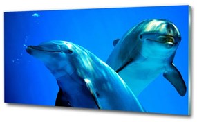 Wallmuralia Moderní skleněný obraz z fotografie Dva delfíni 100x50