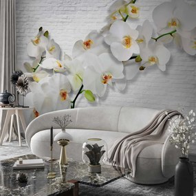 Fototapeta Kvete příroda - kompozice s orchidejí s poupátky na pozadí bílé zdi