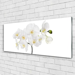 Plexisklo-obraz Bílá Orchidej Květiny 125x50 cm