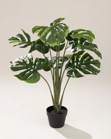 Monstera Mini v květináči 90 cm