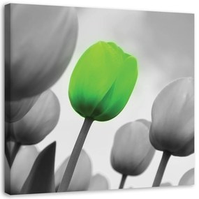 Gario Obraz na plátně Zelený tulipán Rozměry: 30 x 30 cm