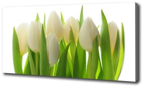 Wallmuralia Foto obraz na plátně Tulipány 100x50