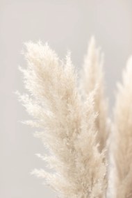 Fotografie Pampas Grass Grey 03, Studio Collection, (26.7 x 40 cm)