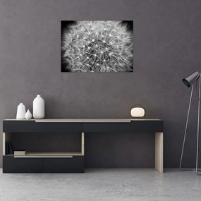 Skleněný obraz šedé pampelišky (70x50 cm)