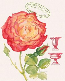 ART-STYLE Obrázek 24x30, velkokvětá růže, rám sv. dub .- červotoč