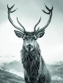 Obraz na plátně Jelen 46x61 cm, černobílý