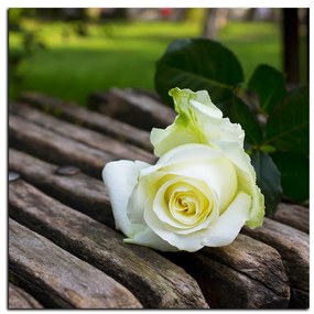 Obraz na plátně - Bílá růže na lavici - čtverec 3224A (50x50 cm)