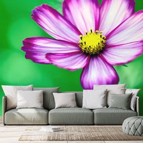 Samolepící fototapeta zahradní květ krasulky - 300x200 cm