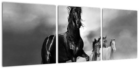 Černobílý obraz koňů