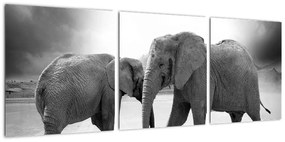 Obraz - sloni