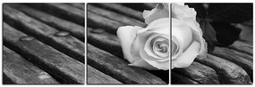 Obraz na plátně - Bílá růže na lavici - panoráma 5224QB (120x40 cm)