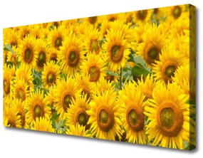 Obraz na plátně Slunecznice Rostlina 100x50 cm