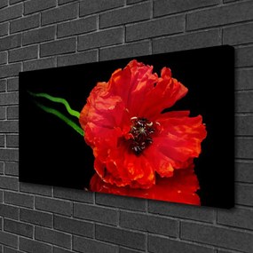 Obraz na plátně Květ Mák Rostlina Příroda 100x50 cm