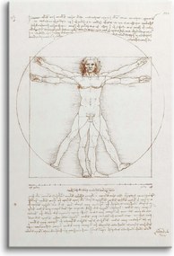Obraz na plátně Reprodukce Leonardo Da Vinci Vitruviánský muž 80x120