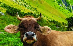 Malvis ® Obraz Alpská kráva Velikost: 150x100 cm