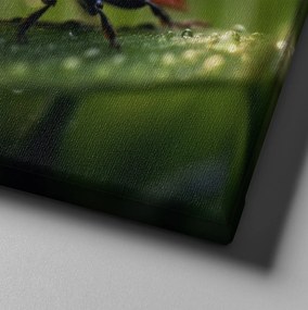 Obraz na plátně - Beruška na stéblu trávy s rosou FeelHappy.cz Velikost obrazu: 60 x 40 cm