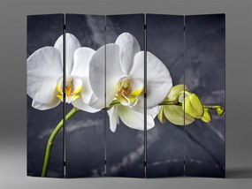 Paraván bílá orchidej na černém pozadí Rozměr: 225 x 180 cm