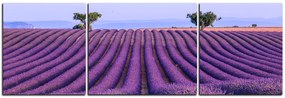 Obraz na plátně - Levandulové pole v létě - panoráma 5234C (150x50 cm)