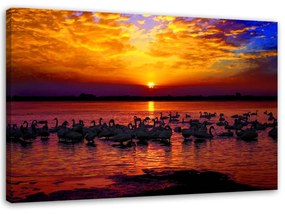 Obraz na plátně Labutě při západu slunce - 90x60 cm
