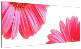 Obraz květin - astra (100x40cm)