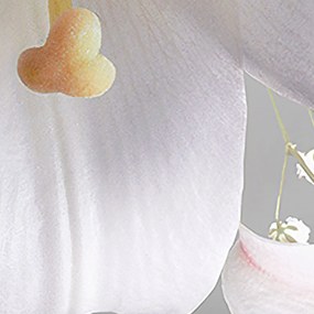 Malvis ® Tapeta 3D bílé lilie Vel. (šířka x výška): 432 x 290 cm