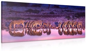Obraz zebry v safari - 120x60 cm