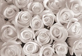 Postershop Fototapeta vliesová: Bílá růže - 254x368 cm