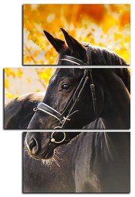 Obraz na plátně - Černý kůň - obdélník 7220D (105x70 cm)